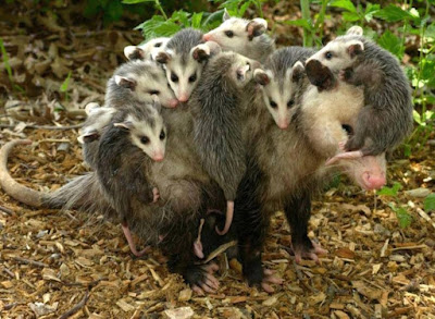 A Folhinha Rural Notícias: Saruê, é o Gambá Brasileiro