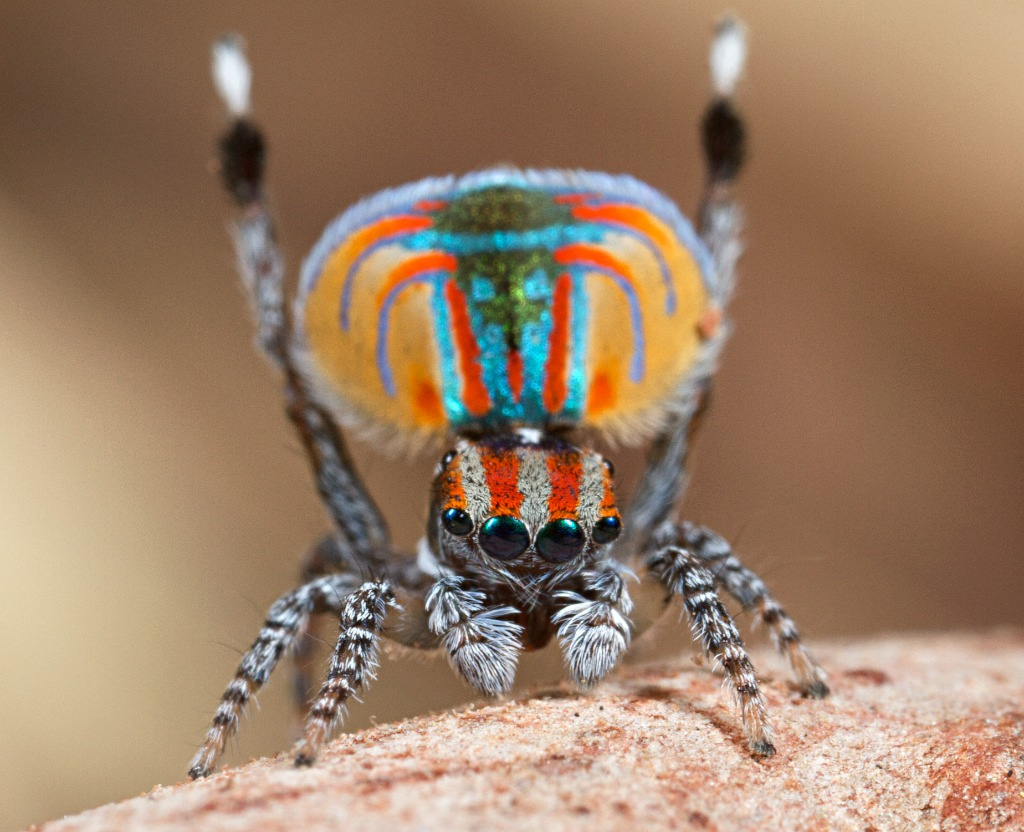 Amazing Peacock Spider of Australia : Very Beautiful and Colorful ...