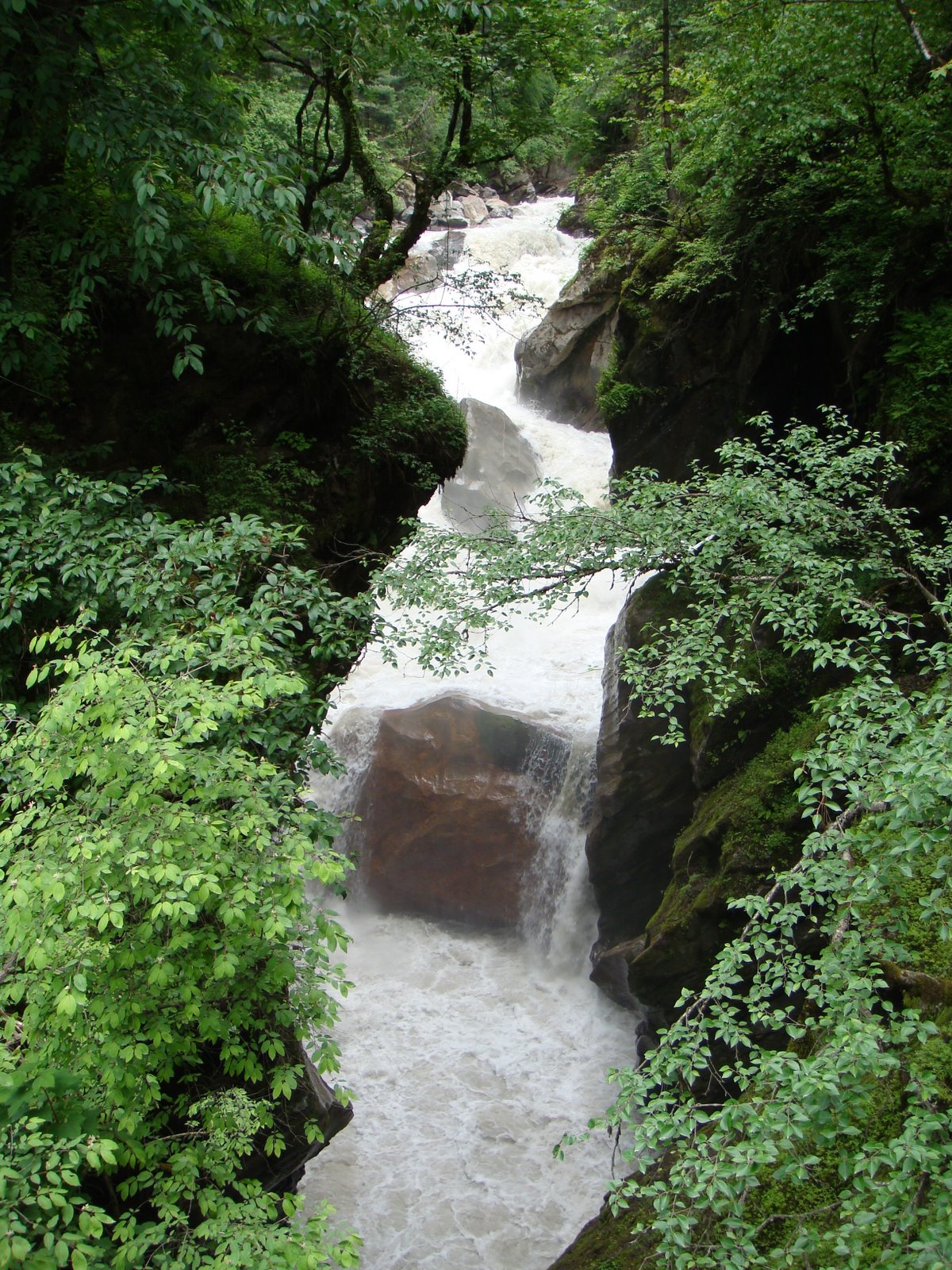 A Protest of Romance: A Man Whose Home Is A Devdar Tree
