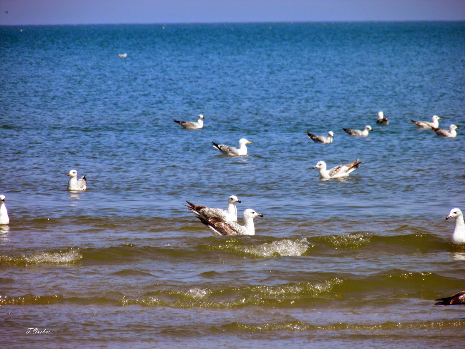 PASARI DIN ROMANIA: PESCARUS CU PICIOARE GALBENE, Larus michahellis