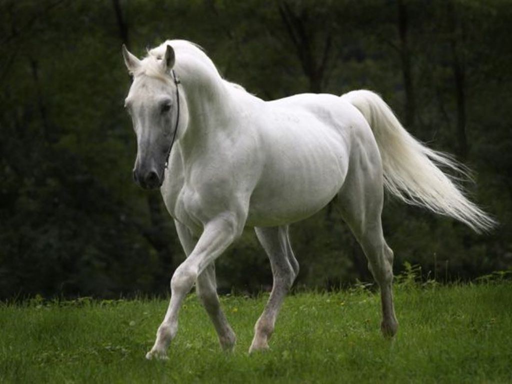 HD Animals Wallpapers: White horse Pictures