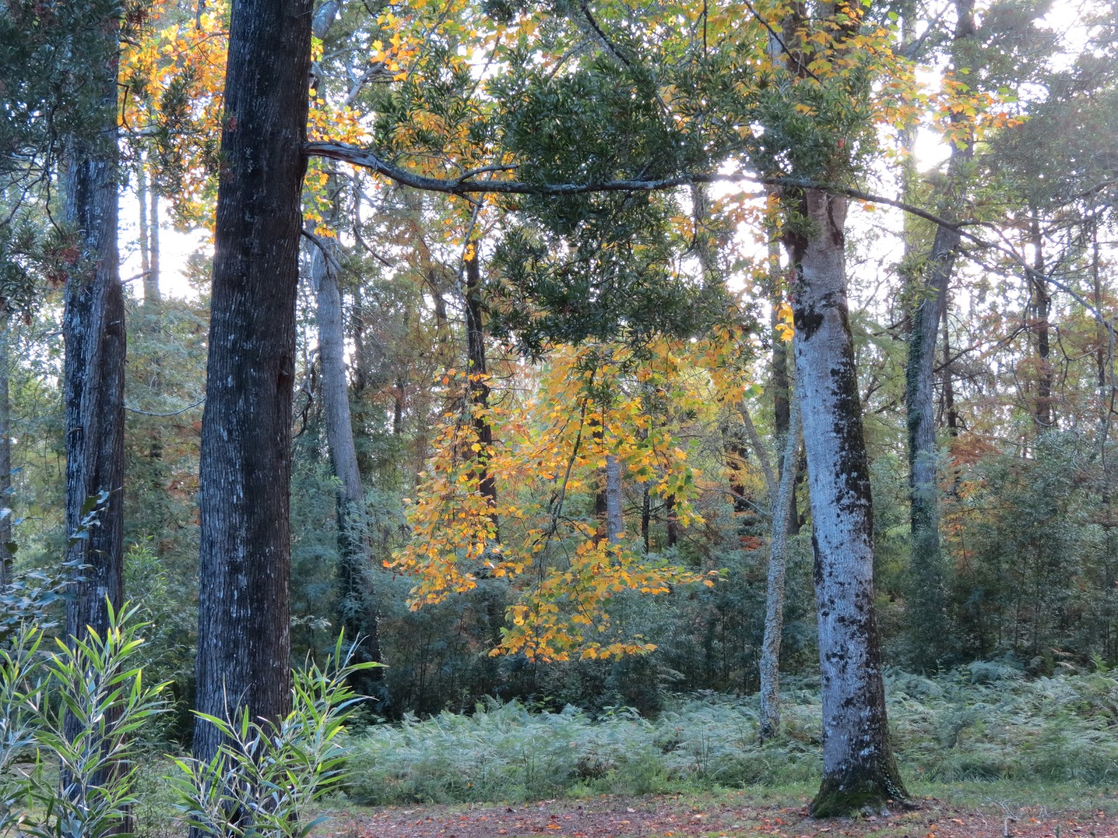 Zee Azul: Pinhal de Leiria