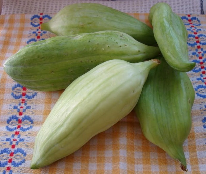 La noble achojcha y sus usos | El Perro Rojo