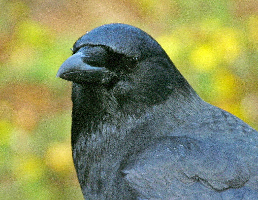 uwak - philippin news collections