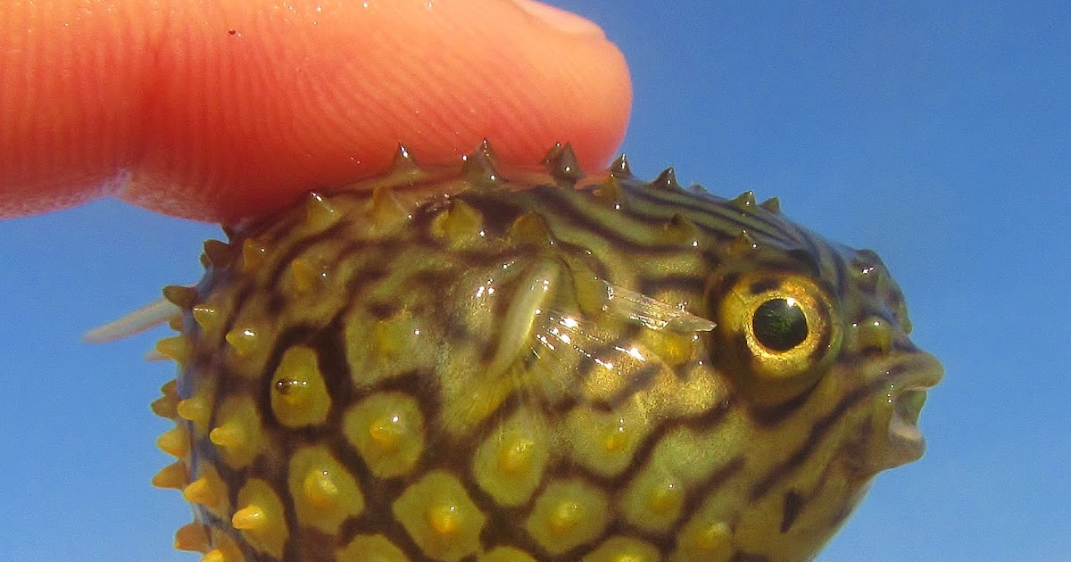 Striped Burrfish