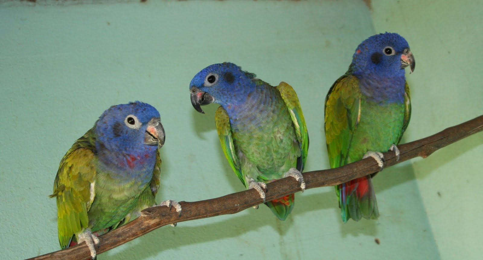 CRIADOURO MANDARIM: Maritaca-de-cabeça-azul (Pionus menstruus)