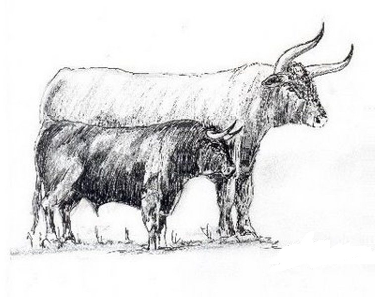 Archaeoethnologica: O primeiro rebanho