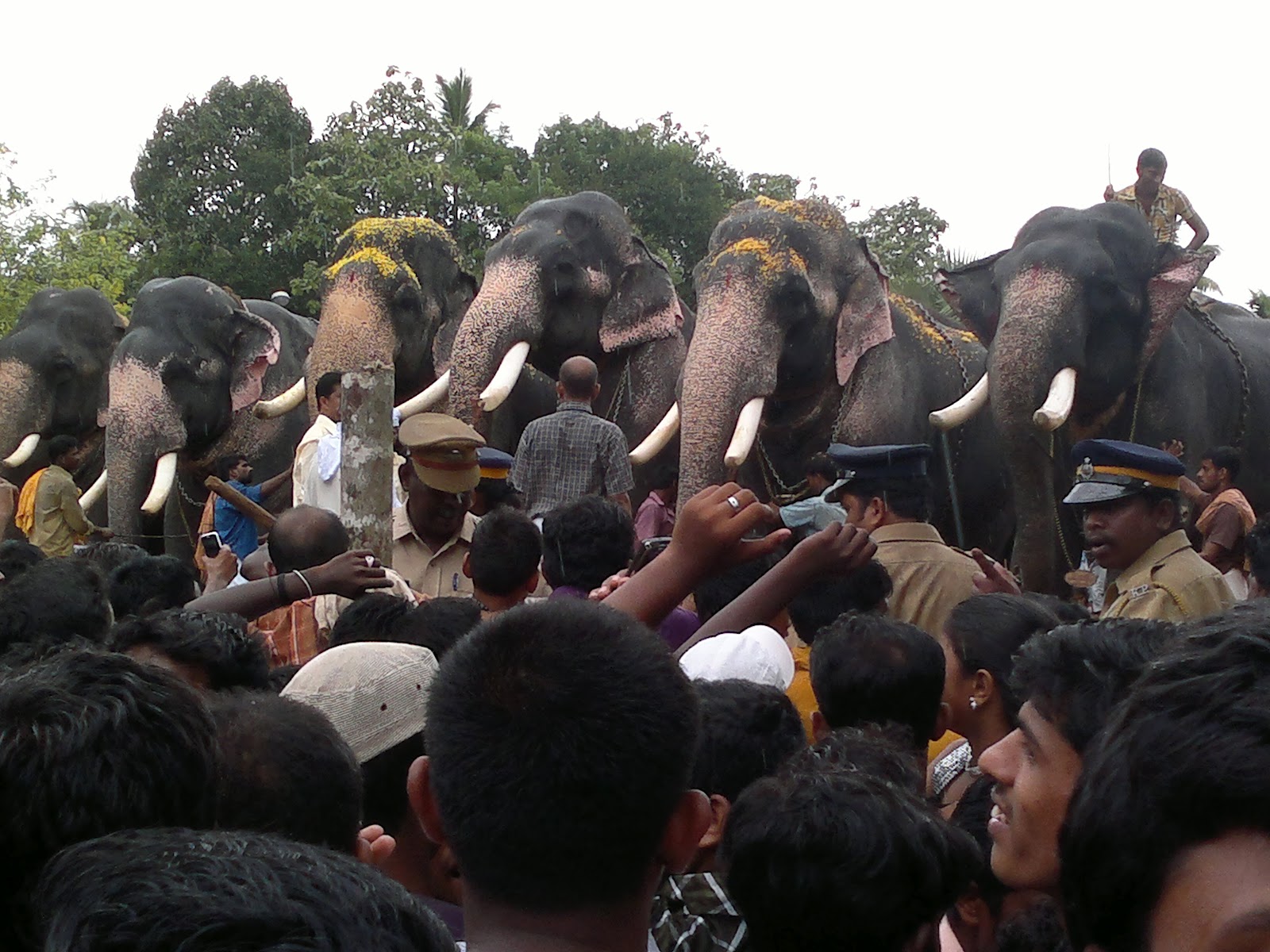 kerala's famous elephants