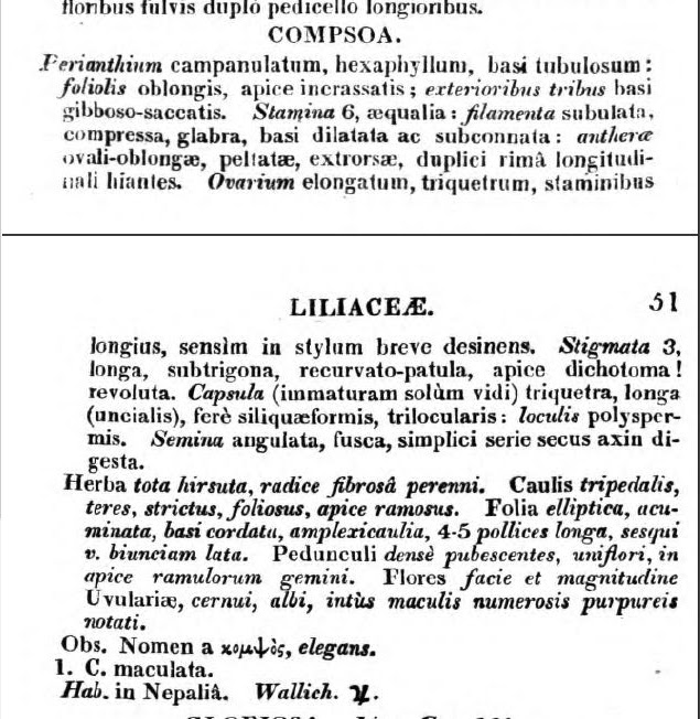 FLOS, 花, BLUME, FLOWER, 華，FLEUR, FLOR, ЦBETOK, FIORE: 1月 2019