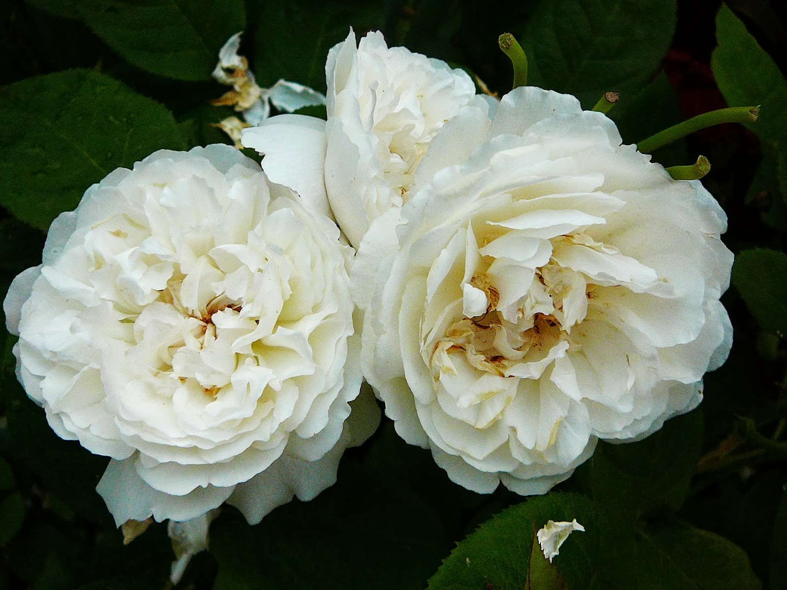 Jardin-Alsace-Vignoble: Mes rosiers