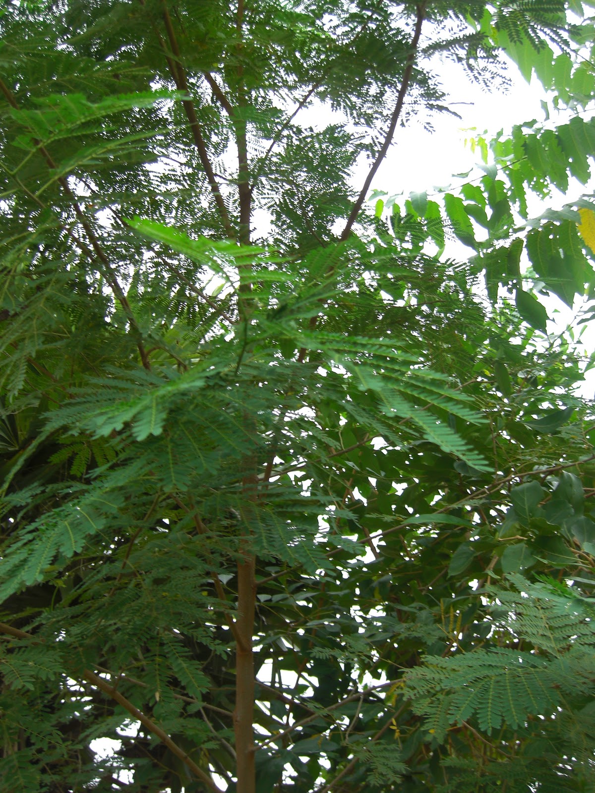 Goat Farming | Innovative farming solutions