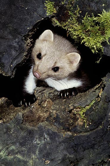 Tudo sobre animais: Fuinha corajosa