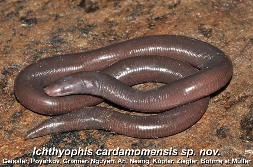 Species New to Science: [Herpetology • 2014] New Ichthyophis Species ...