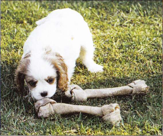 Môj pes Cavalier: Šteniatko