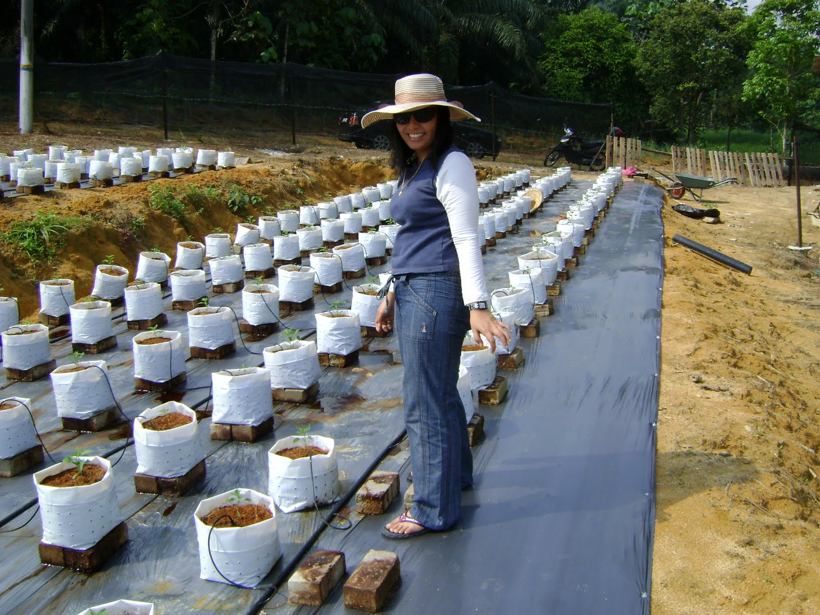 infotani-agro: cili fertigasi