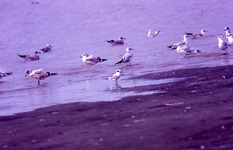 Field Biology in Southeastern Ohio: More Water Birds
