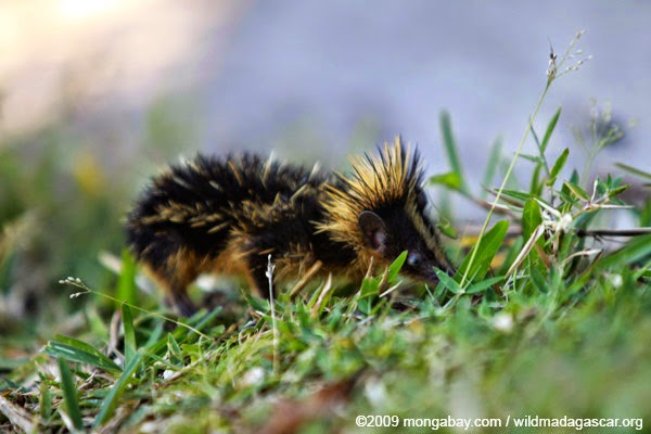 LOWLAND STREAKED TERNEC photos - wallpapers | the fun bank