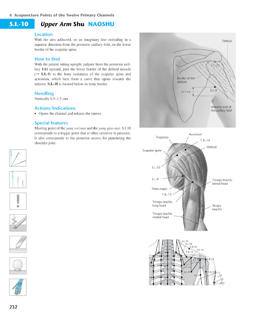 Acupuncture Masters: Acupuncture Points Database - Small Intestine Channel