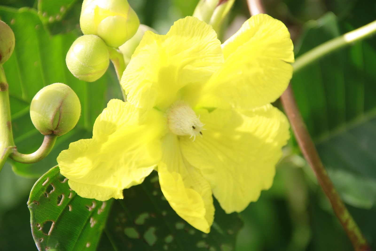 Science Education: e-Books : Story Of Simpur