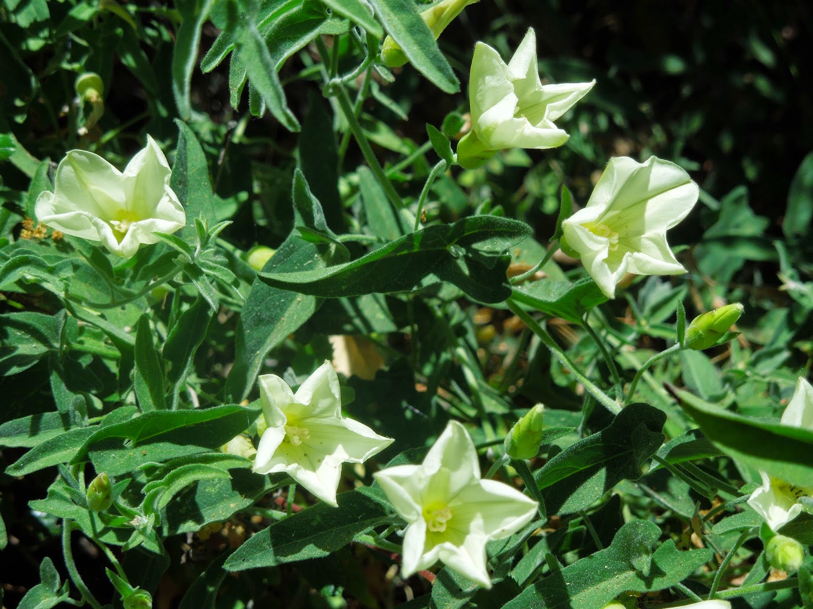 Peachy Hiker: Traverse Creek Botanical Special Interest Area