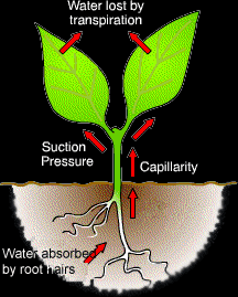 #40 Movement of Water and Minerals in the Xylem | Biology Notes for A level