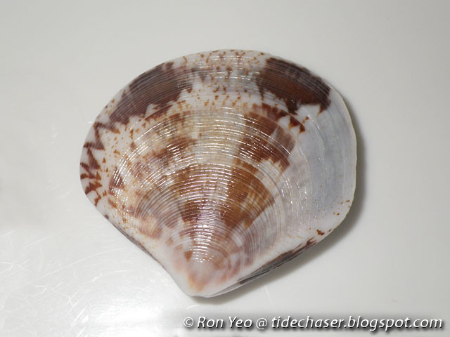 tHE tiDE cHAsER: Heterodont Bivalves (Phylum Mollusca: Subclass ...