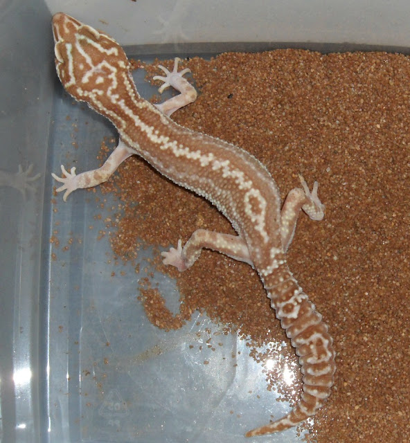 Snow leos: Mack snow Bold stripe albino