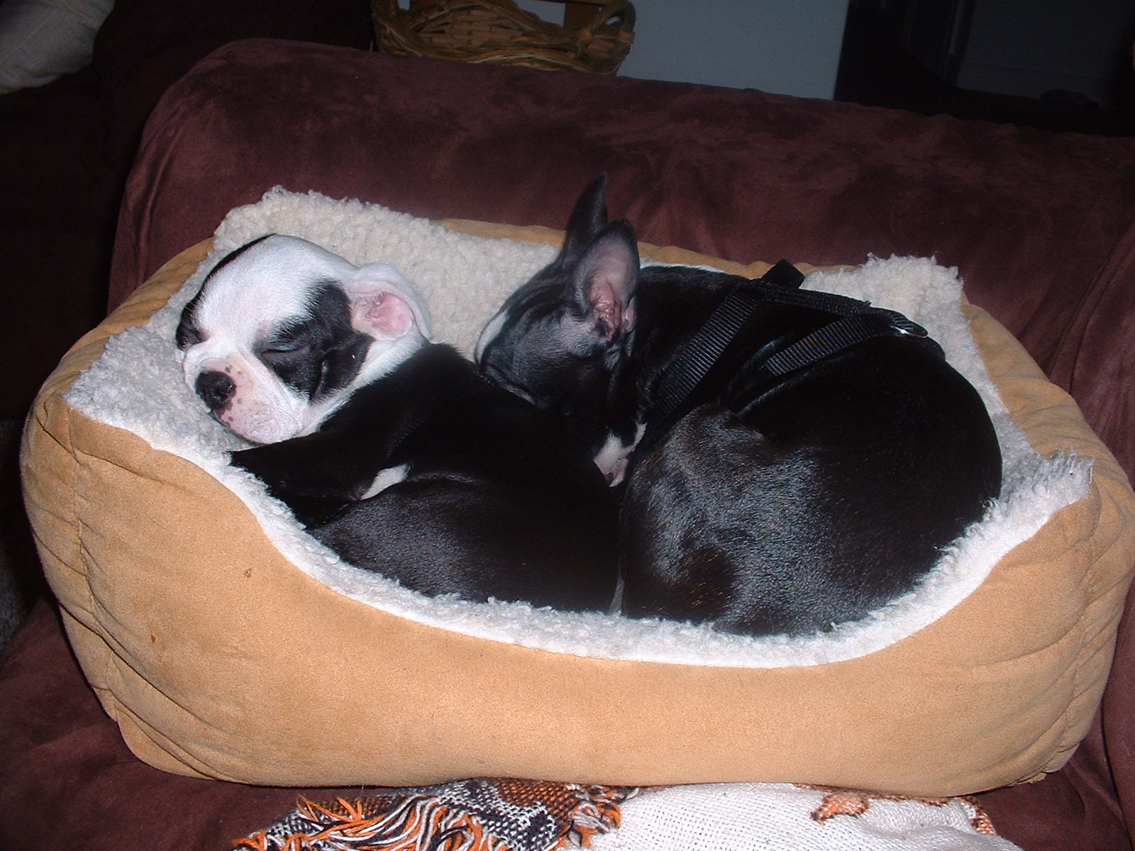 Jax and Jewels: A decade