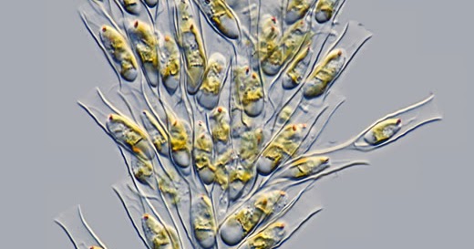 Structure Of Algae With Diagram Algae