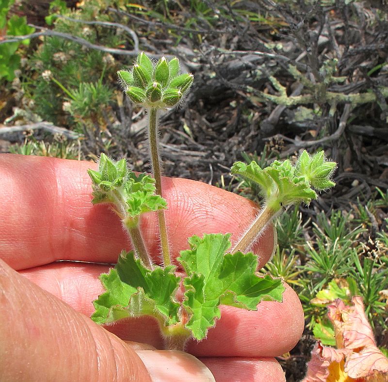 Esperance Wildflowers: Pelargonium australe - Wild Geranium