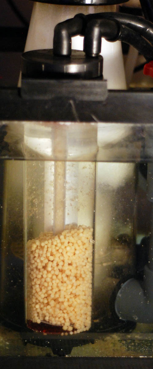 Chromis' Reef: My Experience with Biopellets