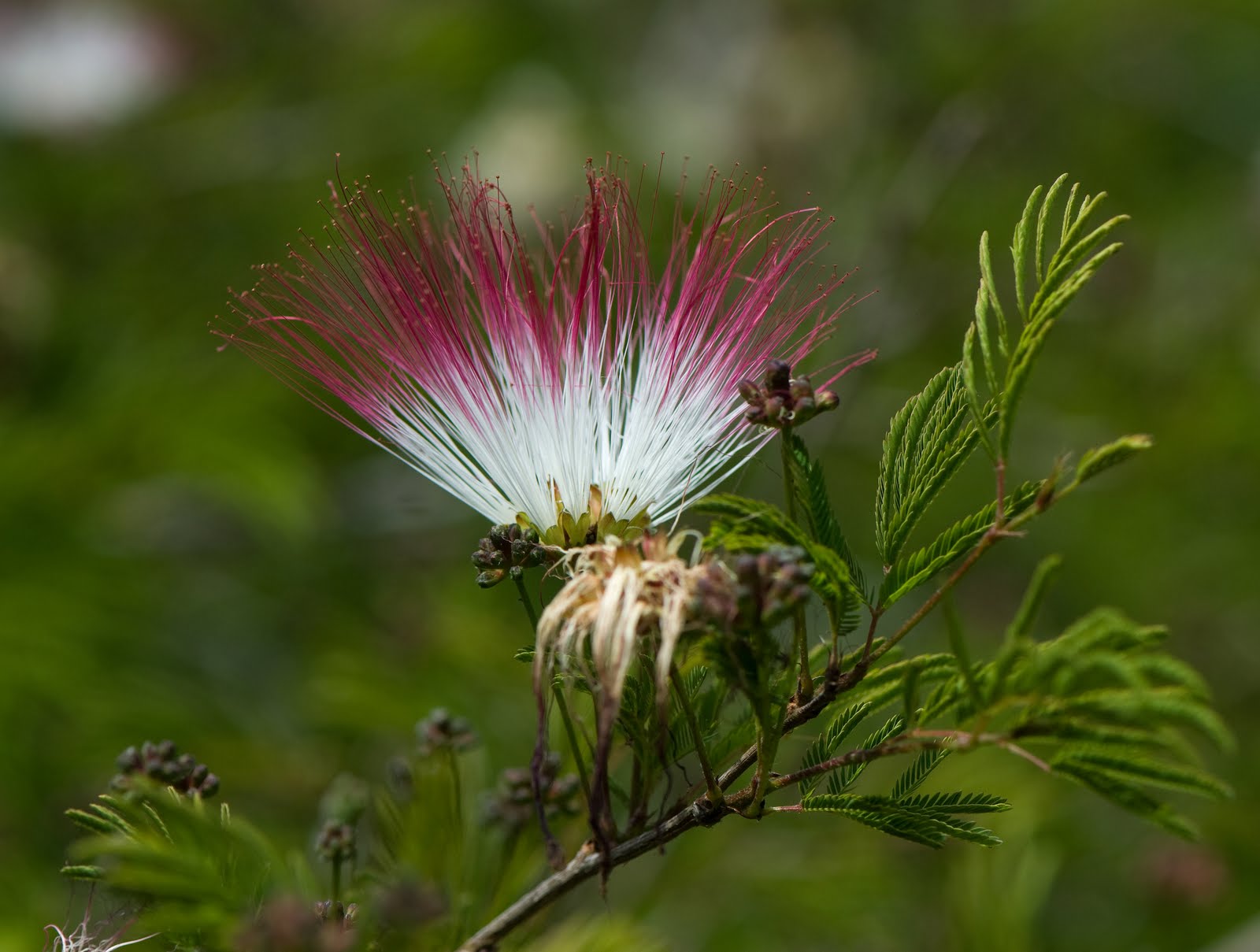 Calliandra parvifolia - Alchetron, The Free Social Encyclopedia