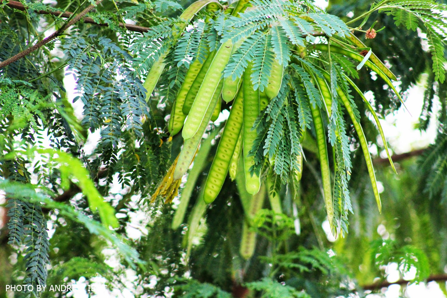 Ako si ANDREW IBOT!: Ipil-ipil (Leucaena glauca L.)