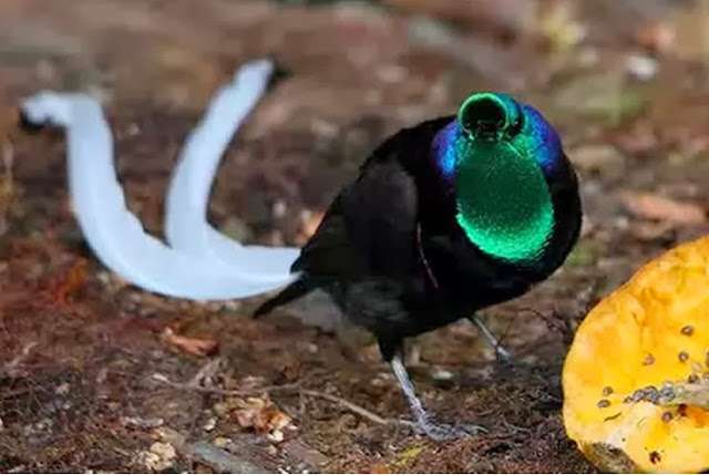 Burung Surga Dari Indonesia - UNIKLOPEDIA