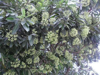 Devil Tree (ছাতিম ফুল) - Alstonia scholaris