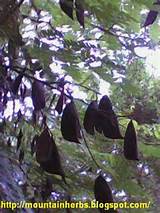 Share Your Ideas..: SAPPAN WOOD a.k.a SIBUKAW...