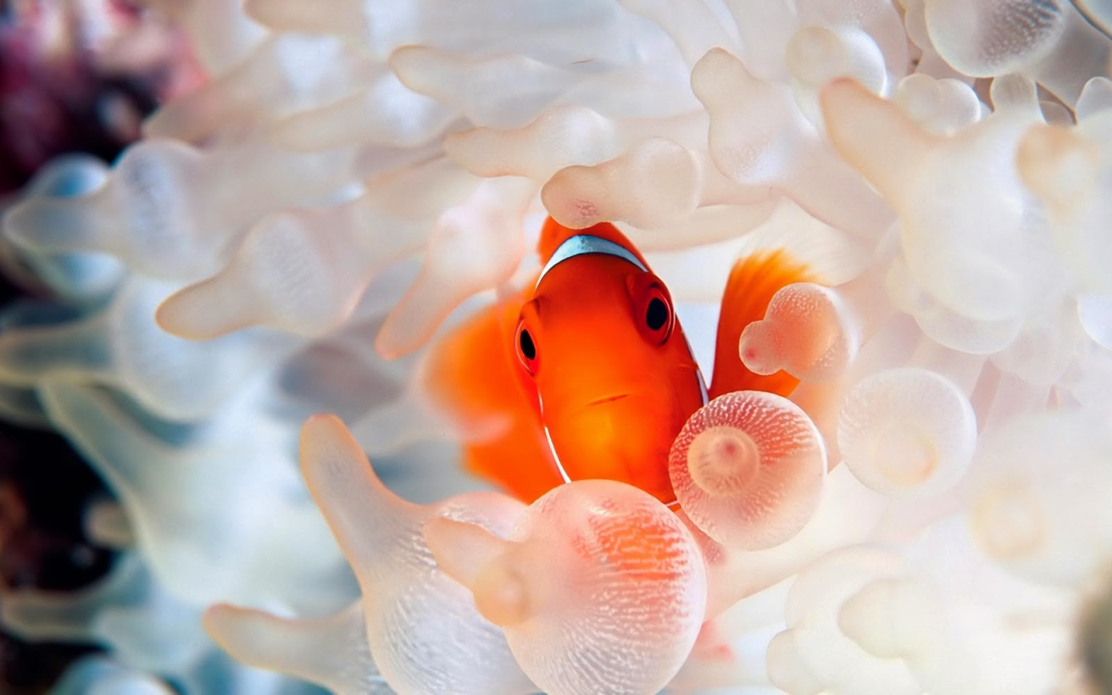 Beautiful Sea Creatures « Best Wallpapers 4 you