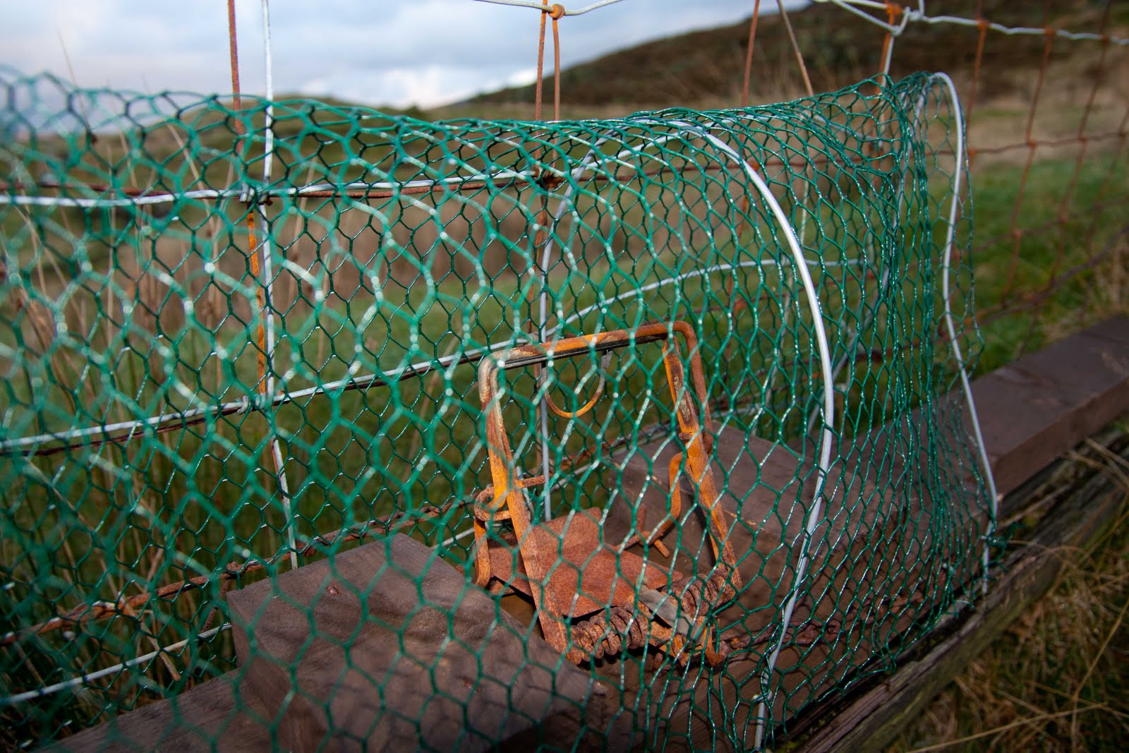 Tameside Citizen: Horrific animal traps discovered - and disabled on ...