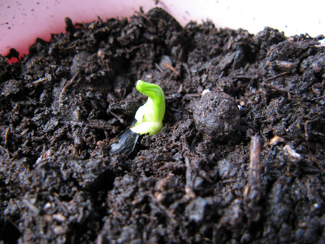 Lasalle Garden: Growing Daylily Seeds