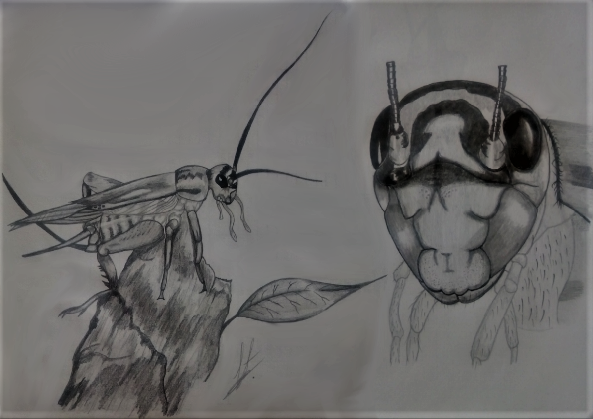 Acheta domesticus - Joshua Trejo de la Portilla