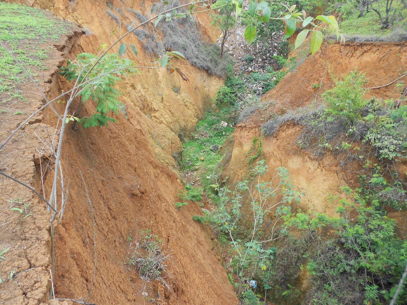 ONG - Associação e Movimento Lagoa Viva: Colunista comenta: Como ...