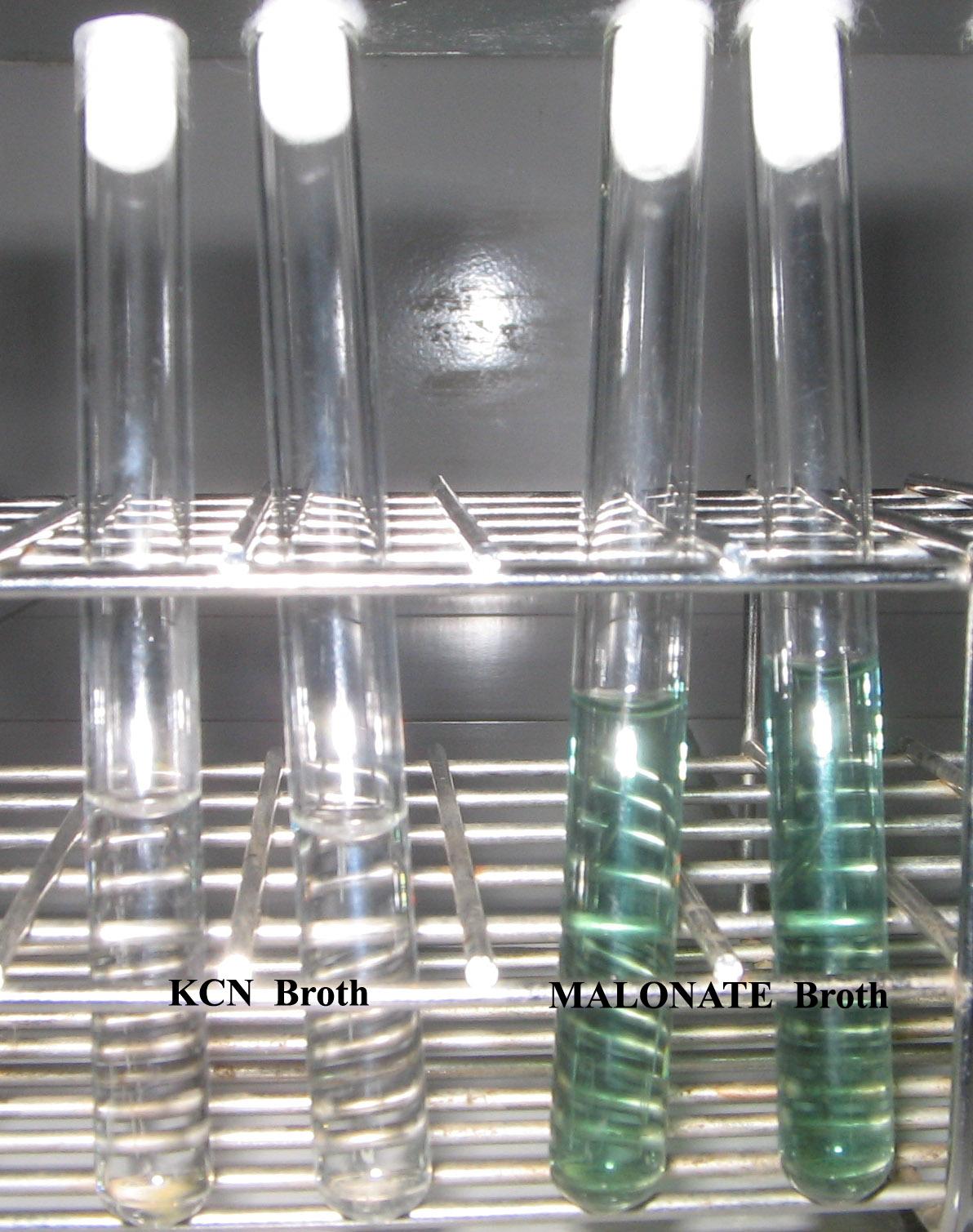 My World Fisheries: Tahap-Tahap Uji Salmonella (SNI-01-2332.2-2006)