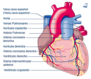 TAREA DE CARDIO : TAREA DE CARDIO RESUMEN