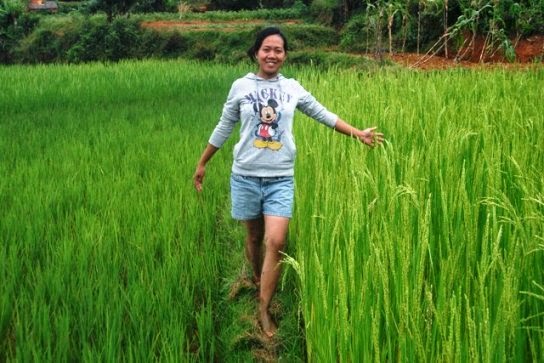 Agriculture et Changement Climatique à Madagascar: Le Système de riziculture Intense (SRI) et la ...