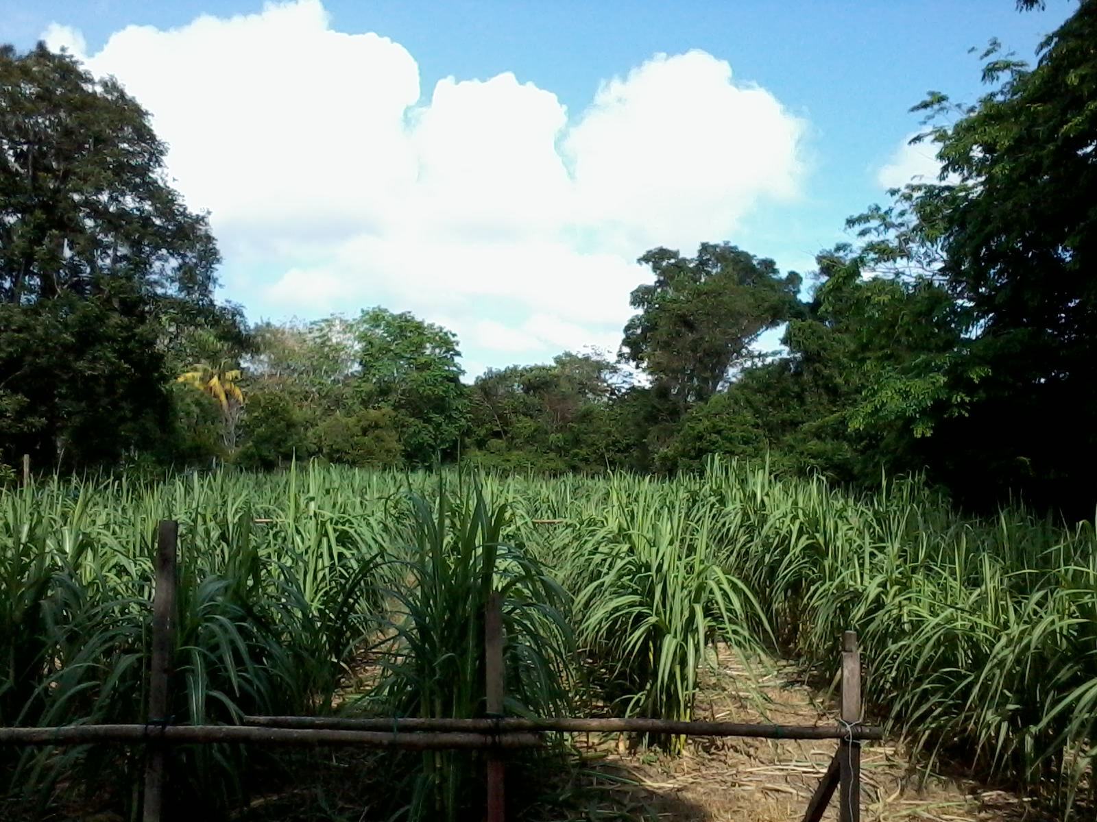 Ladang Tebu Tanjung Medang