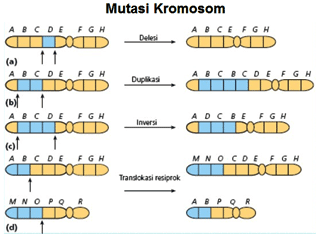 Mutasi dan Macam Mutasi Kromosom - Biologisites