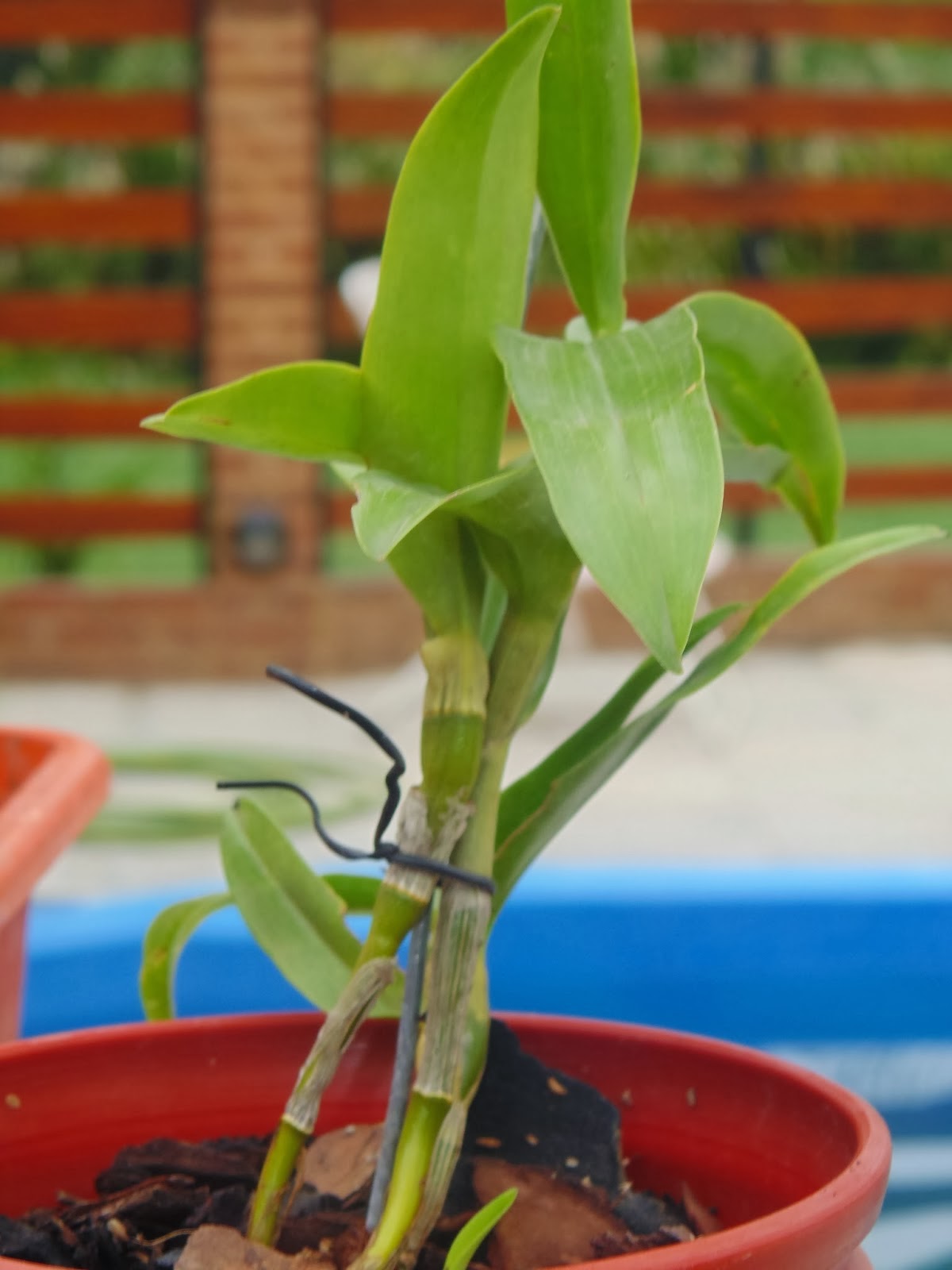 Biodiversidad: PLANTAS