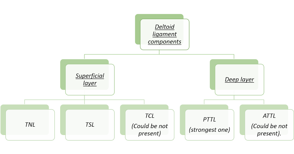 MRI Musculo-Skeletal Section: Deltoid ligament injury.