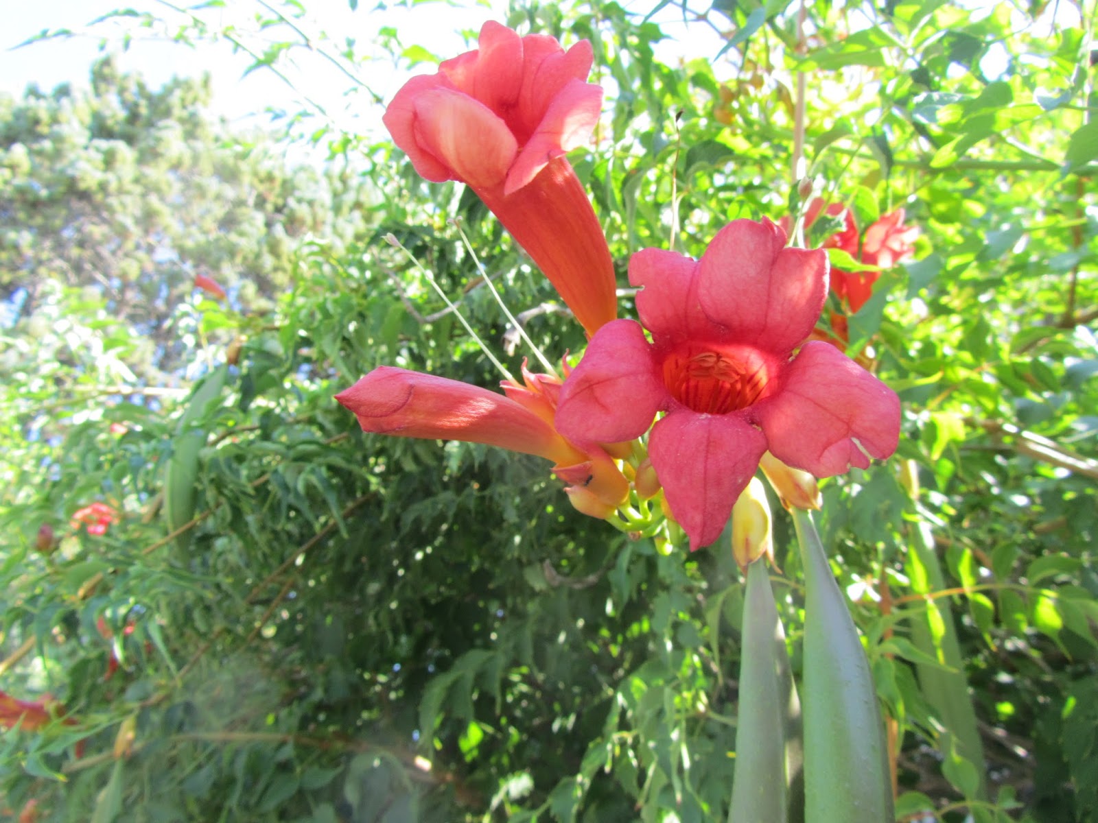 Bignonia (Campsis radicans), Come Coltivare un Rampicante dai Fiori ...