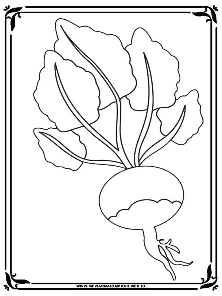 Mewarnai Gambar Lobak | Mewarnai Gambar